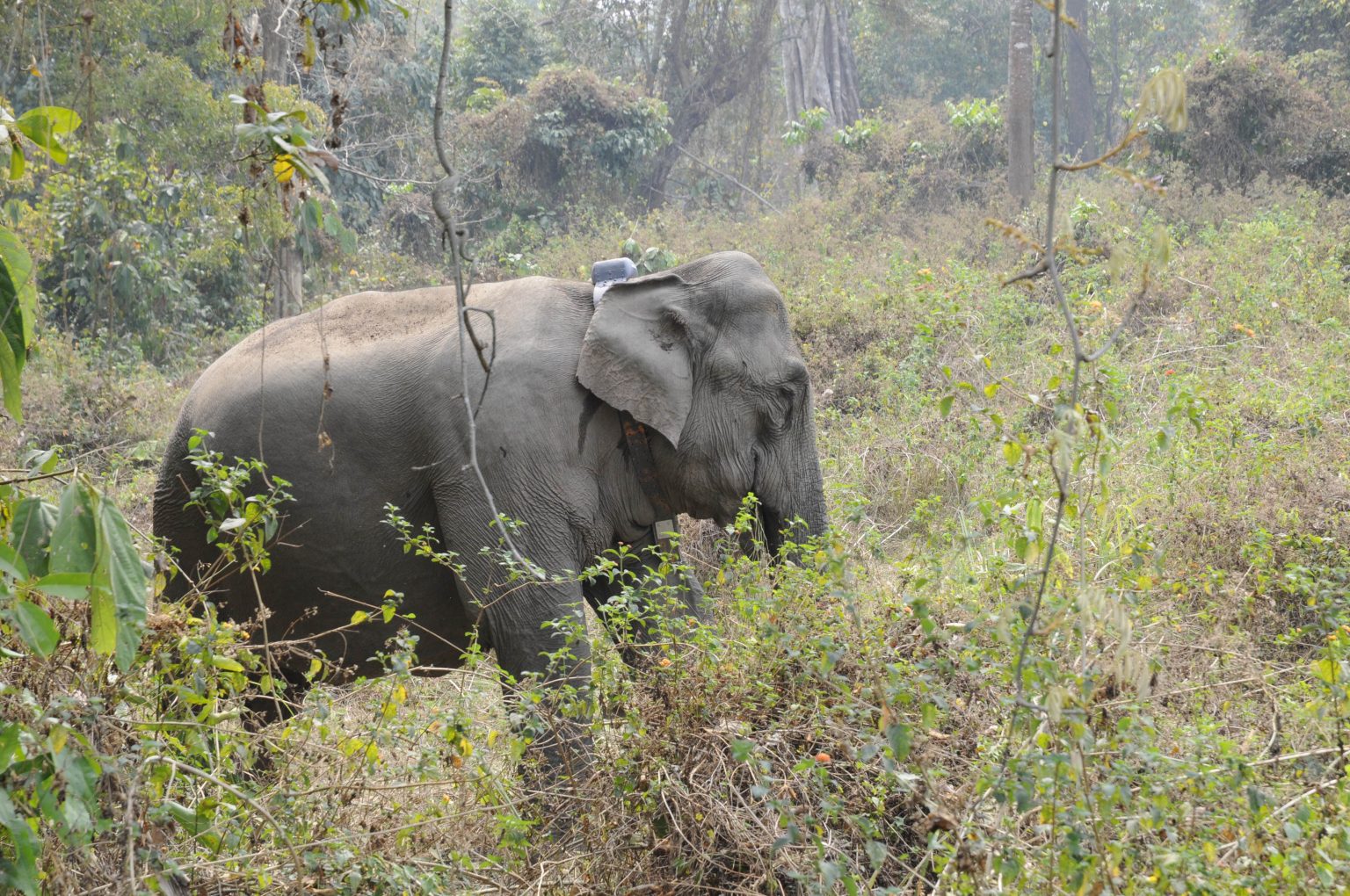 Animal Movement – Long Term Ecological Observatories (LTEO), India